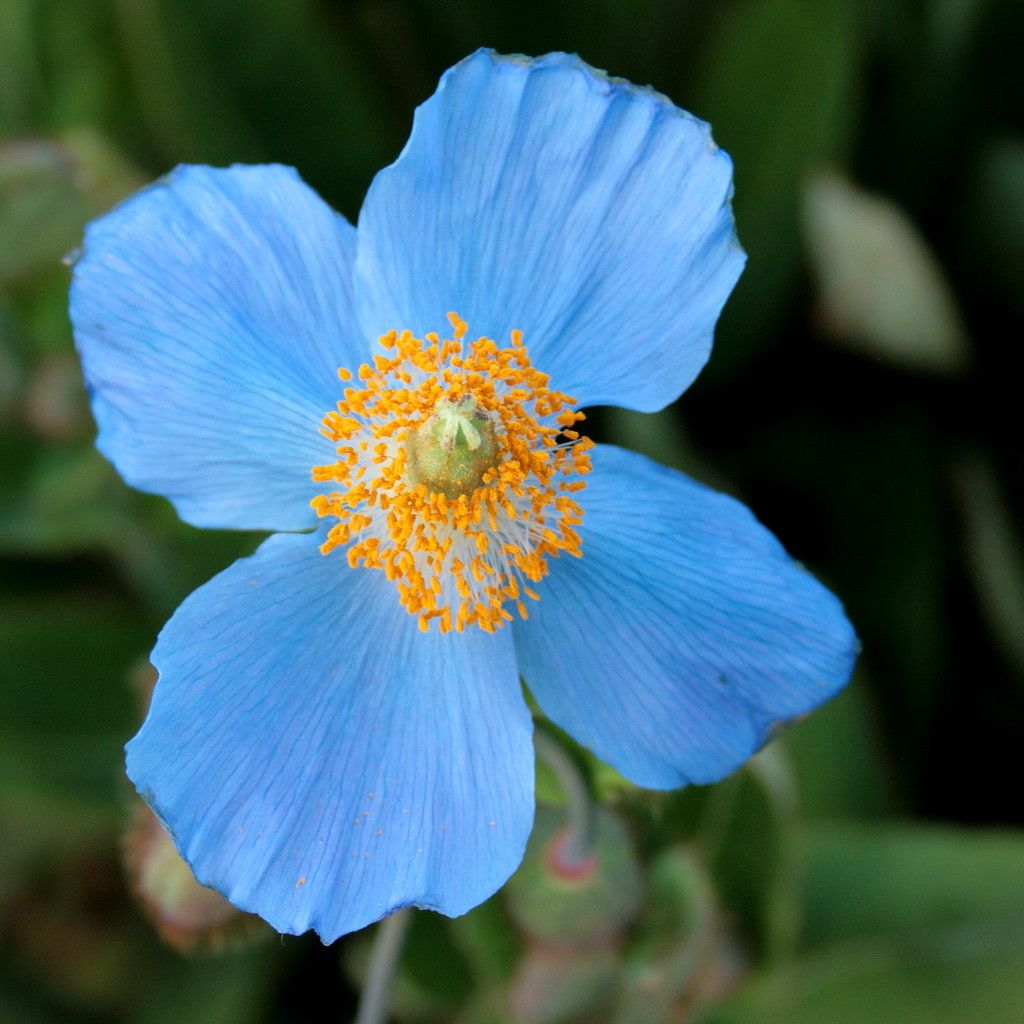 Bestel Meconopsis betonicifolia voordelig bij Plantenweelde