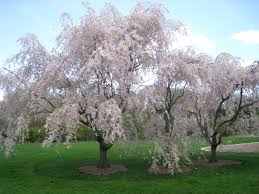 Bestel Prunus cerasus ‘Morel’ (zure morel) voordelig bij Plantenweelde