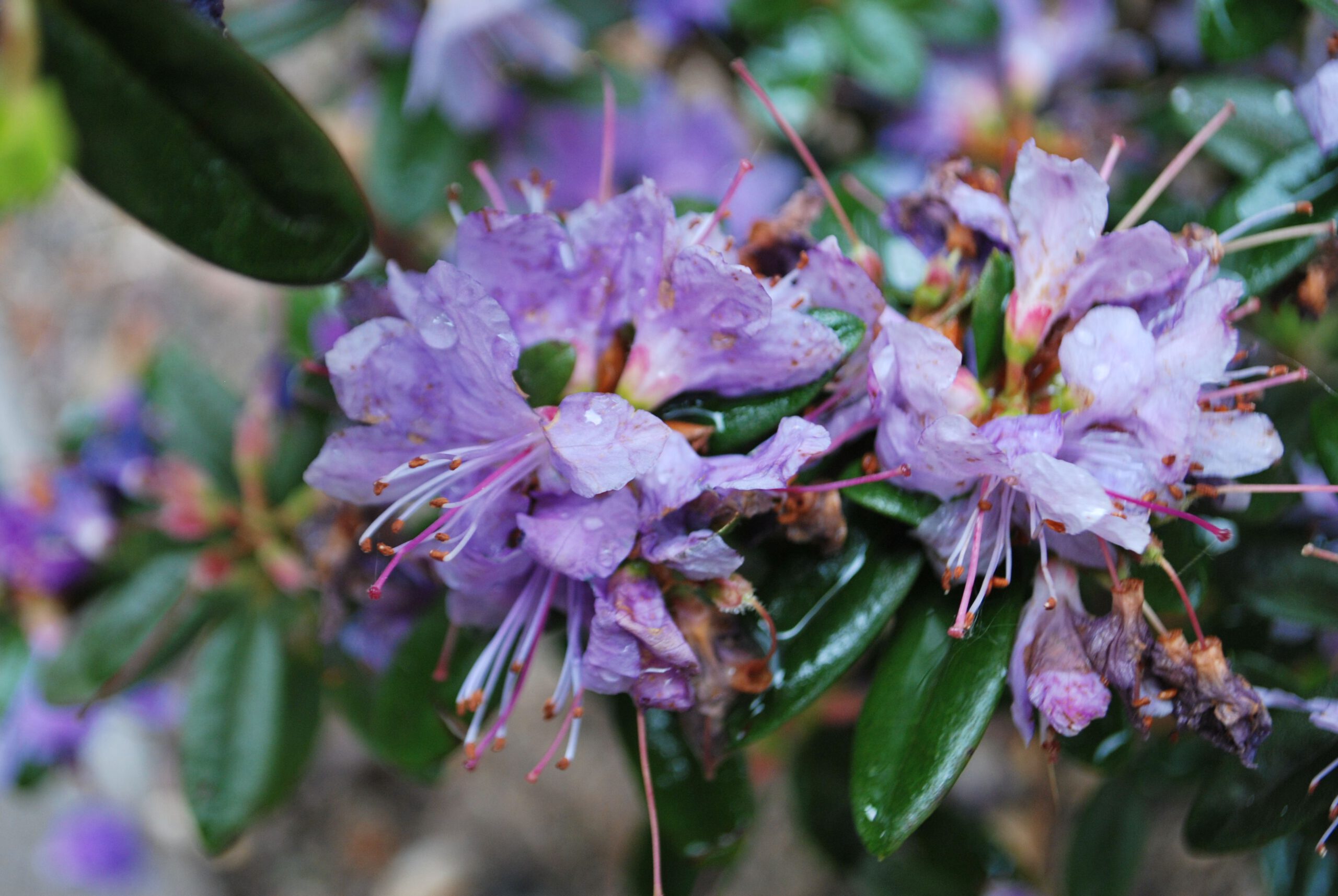 Bestel Rhododendron 'Azurika' voordelig bij Plantenweelde