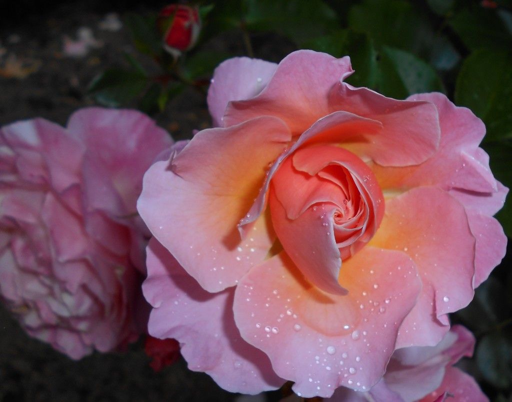 Bestel Rosa 'Marie Curie' voordelig bij Plantenweelde