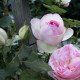 Bestel Rosa Eden Rose voordelig bij Plantenweelde