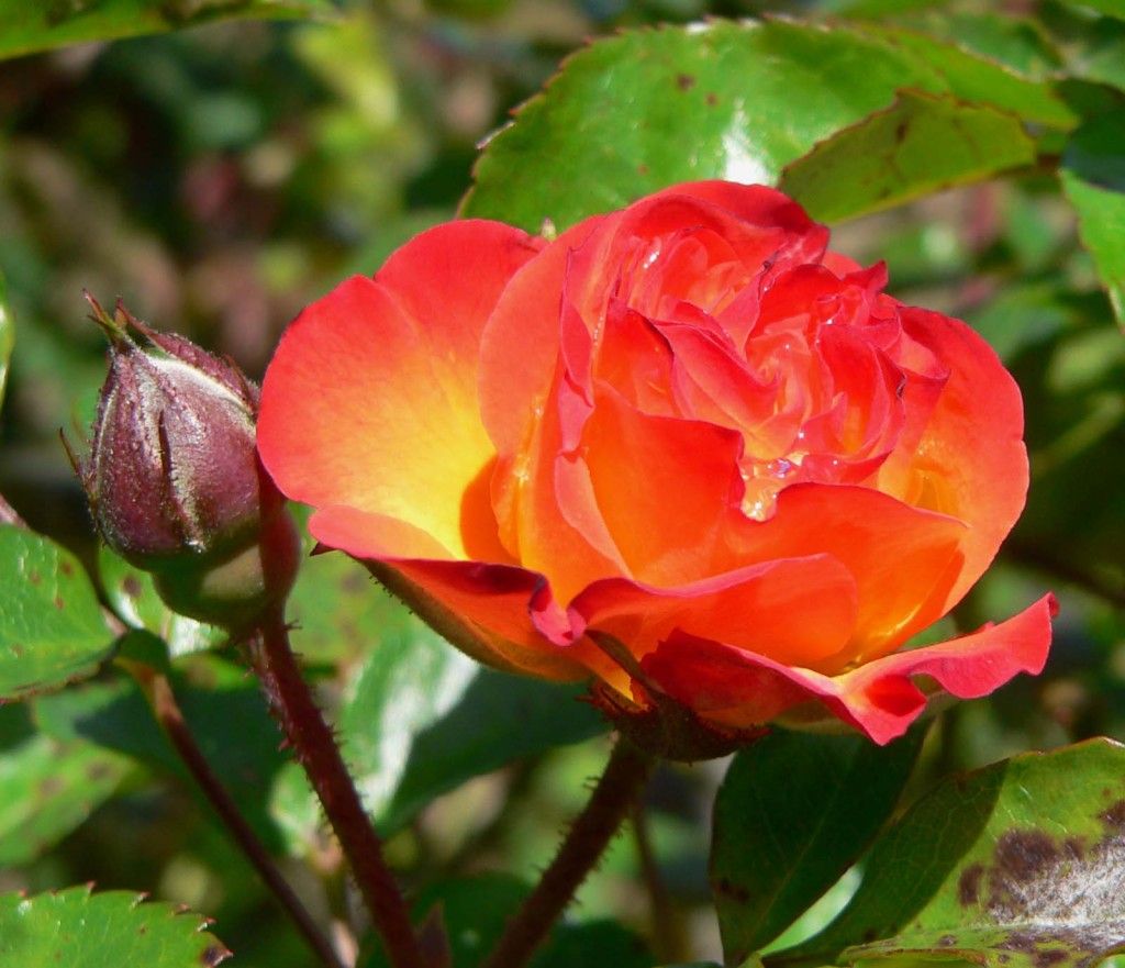 Bestel Rosa Rumba voordelig bij Plantenweelde