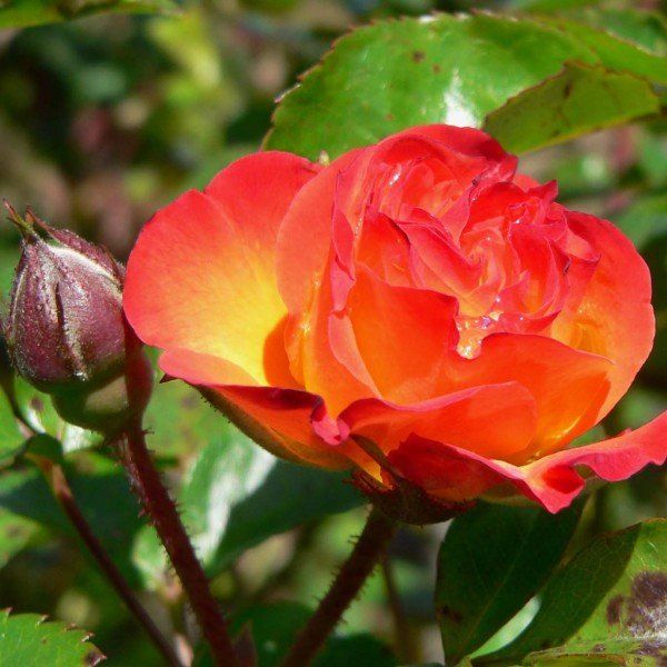 Bestel Rosa Rumba voordelig bij Plantenweelde