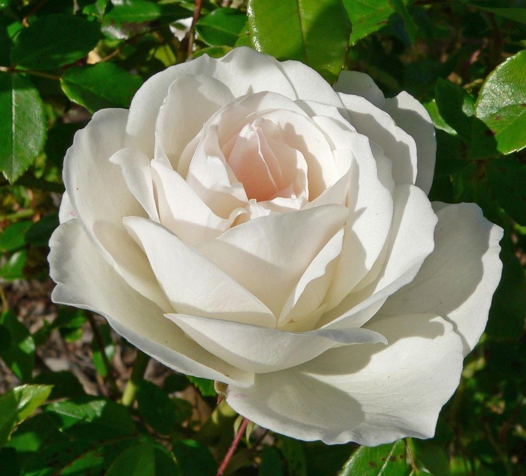 Bestel Rosa Schneewittchen voordelig bij Plantenweelde