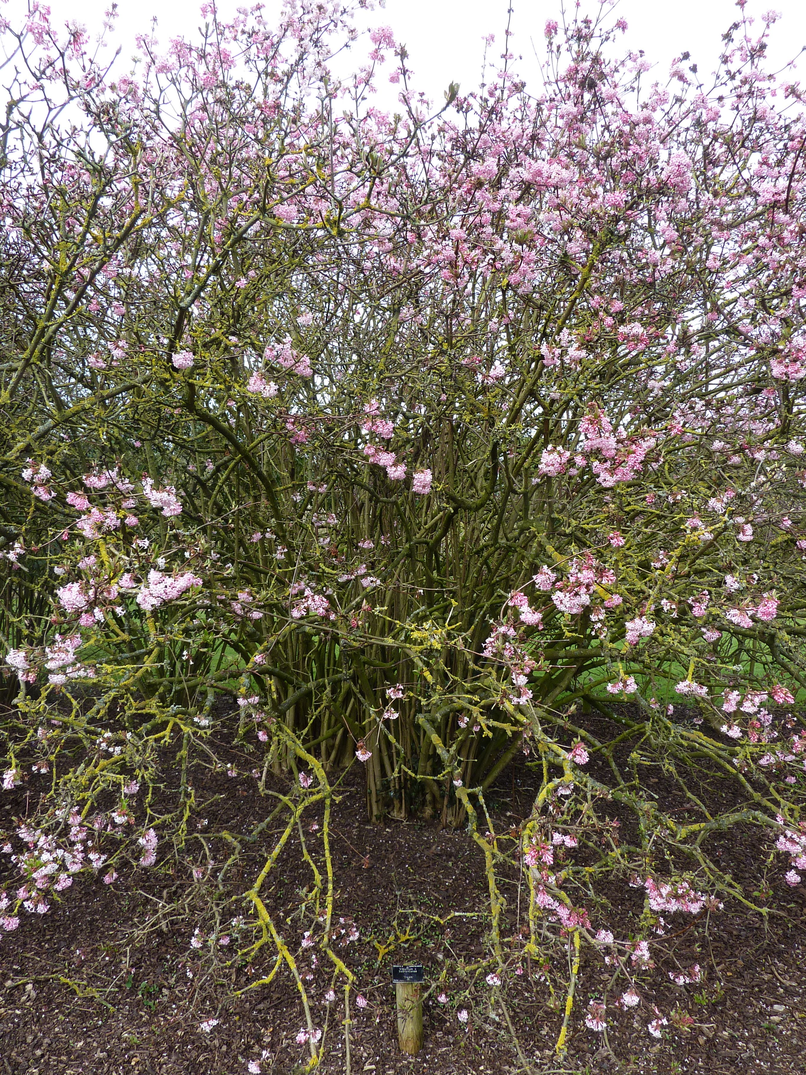 Winterbloeiende Struik Viburnum Bodnantense 'Dawn' Struik In 3L Pot ...