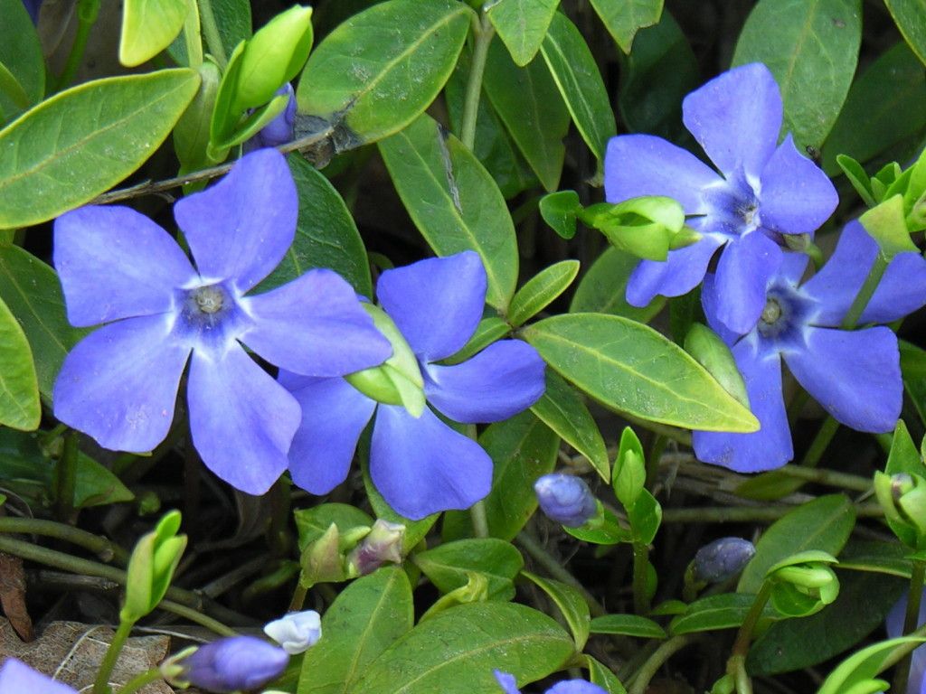 Bestel Vinca minor voordelig bij Plantenweelde