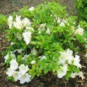 Coniferen & Rhododendron Archieven - Plantenweelde